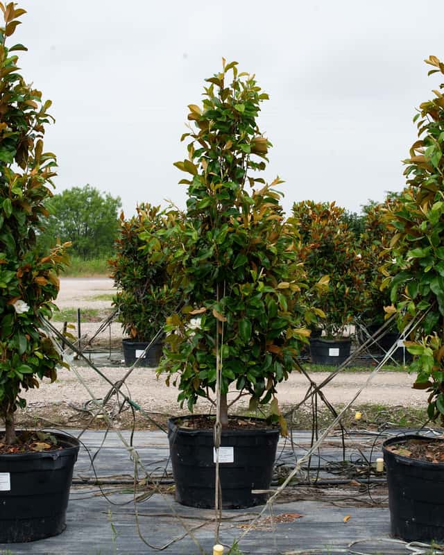 Claudia Wannamaker Magnolia | Order Online | Treeland Nursery