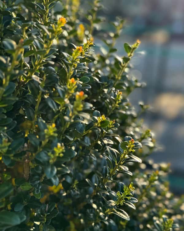 Compacta Holly | Order Online | Treeland Nursery