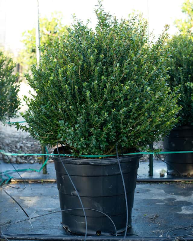 Compacta Holly | Order Online | Treeland Nursery