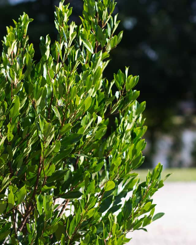 Cherry Laurel Compacta | Order Online | Treeland Nursery