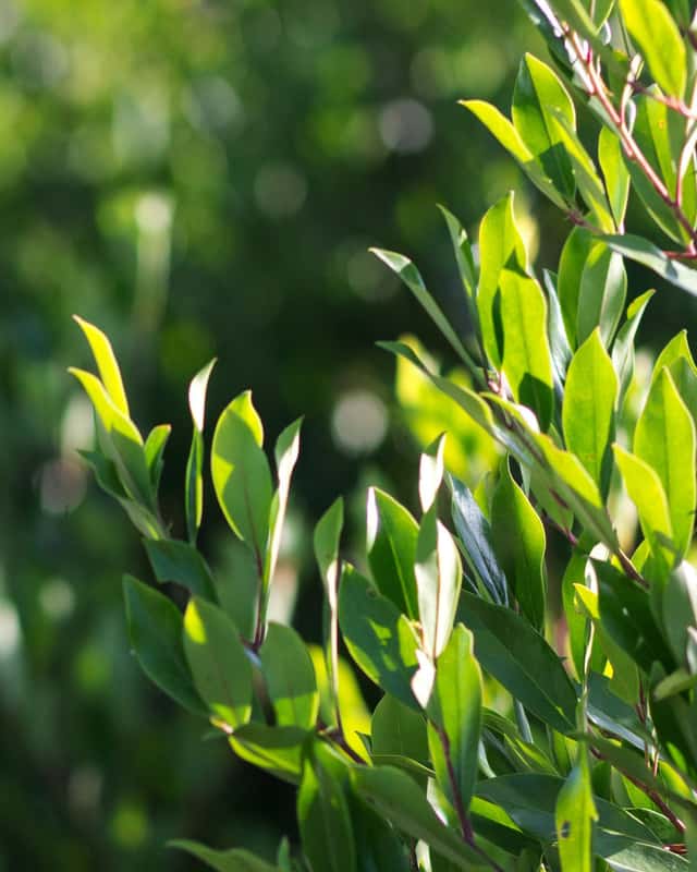 Cherry Laurel Compacta | Order Online | Treeland Nursery