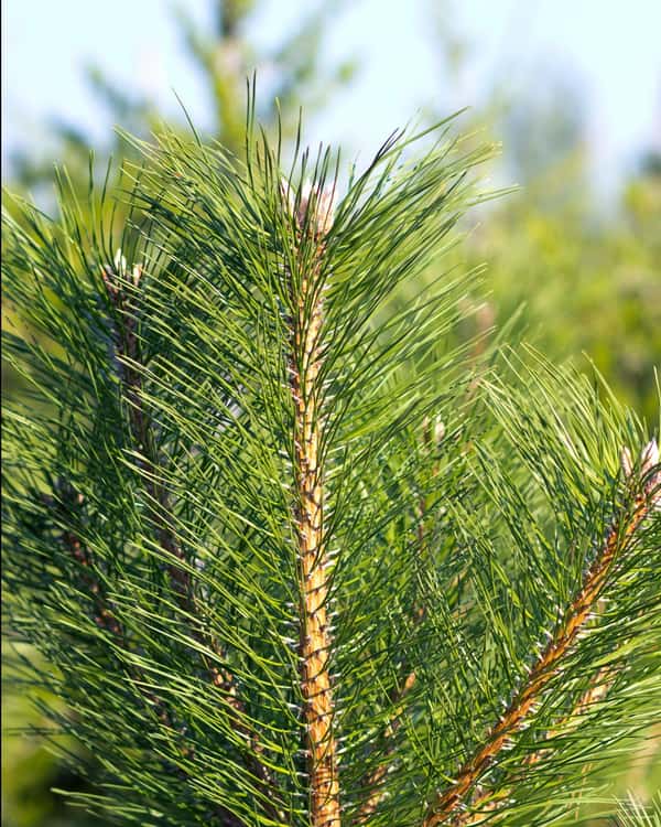 Austrian Pine | Order Online | Treeland Nursery