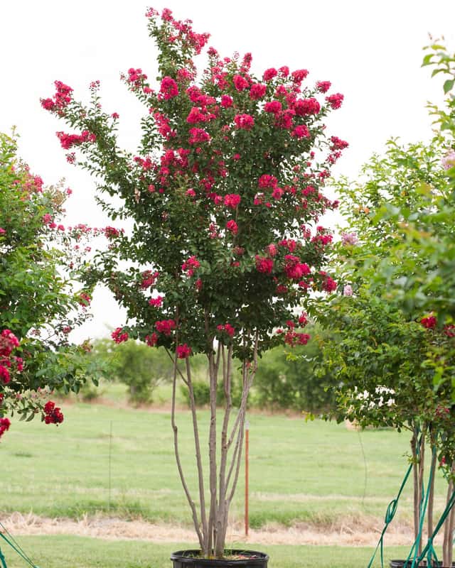 Centennial Spirit Crape Myrtle Tree