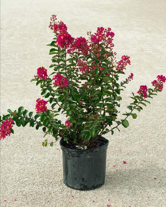 Cherry Mocha Crape Myrtle | Order Online | Treeland Nursery