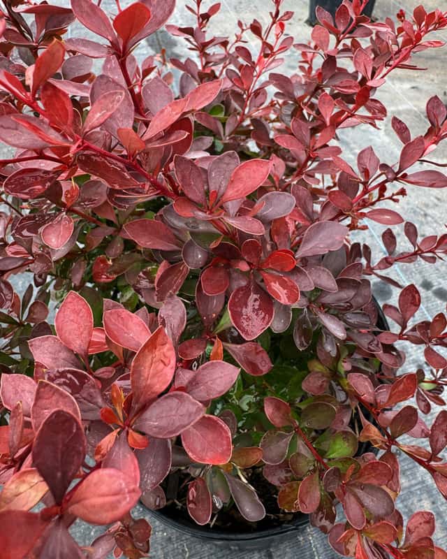 Crimson Pygmy Barberry | Order Online | Treeland Nursery