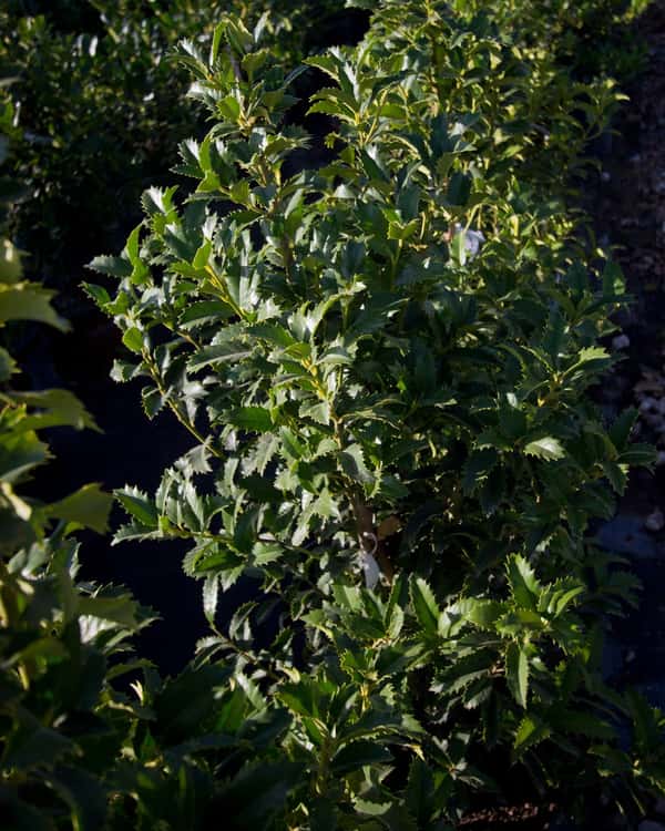 Crown Point Holly | Order Online | Treeland Nursery