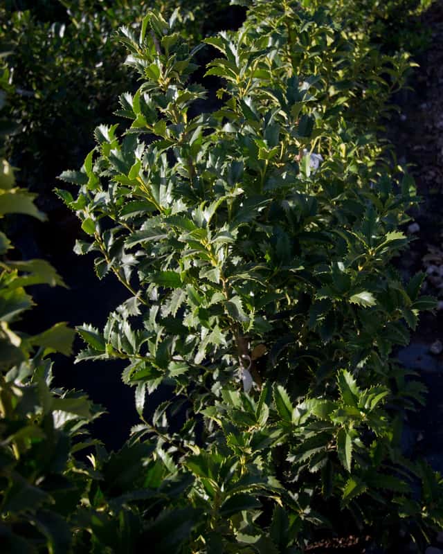 Crown Point Holly | Order Online | Treeland Nursery