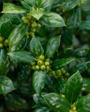 Dwarf Burford Holly | Order Online | Treeland Nursery