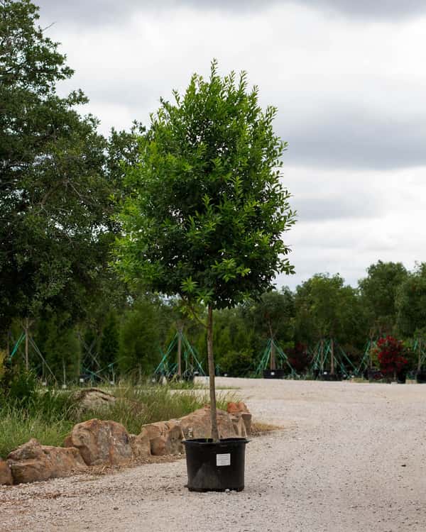 Eagleston Holly Tree Form | Order Online | Treeland Nursery