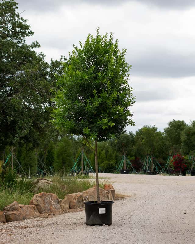 Eagleston Holly Tree Form | Order Online | Treeland Nursery