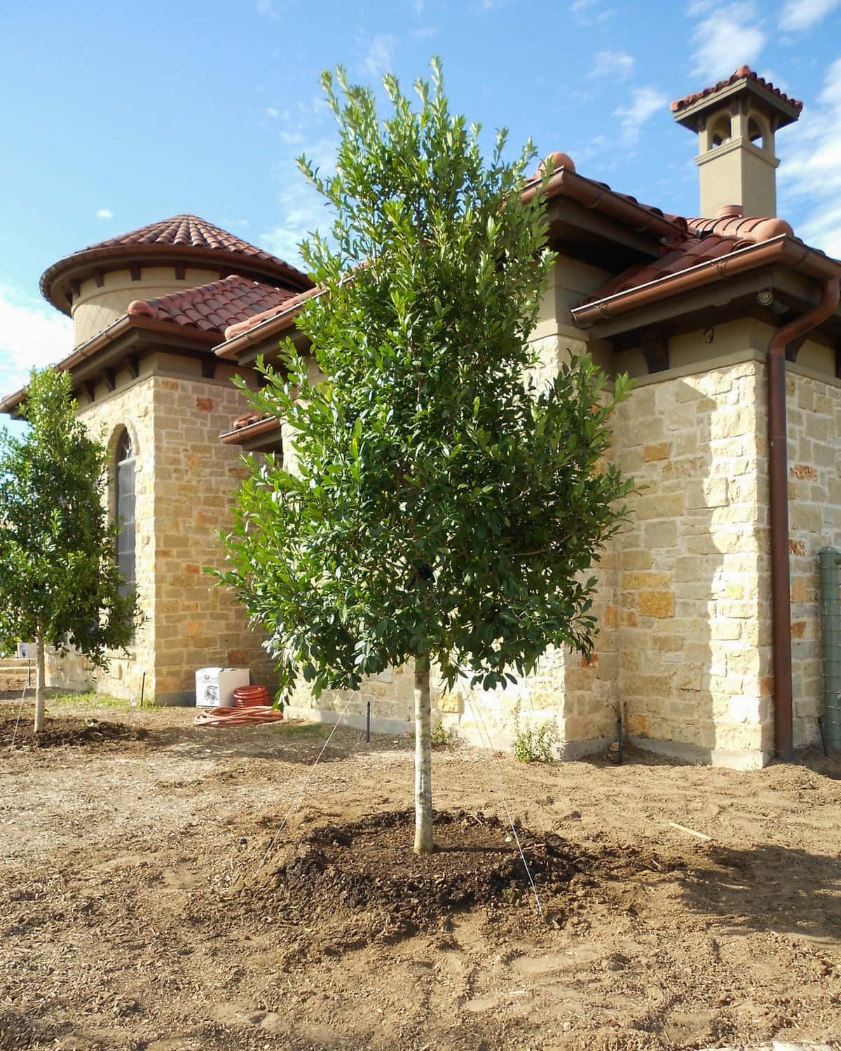 Eagleston Holly Tree Form | Order Online | Treeland Nursery