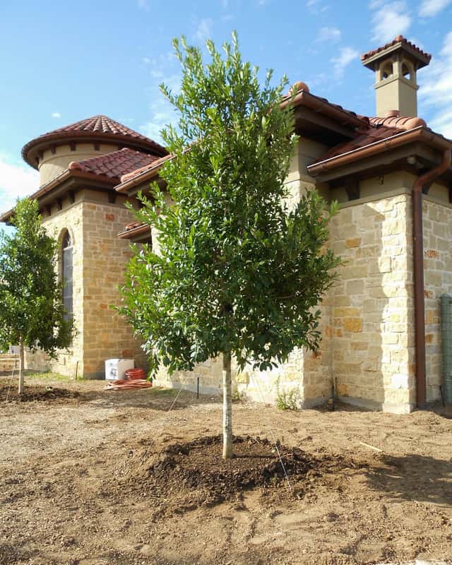 Eagleston Holly Tree Form | Order Online | Treeland Nursery