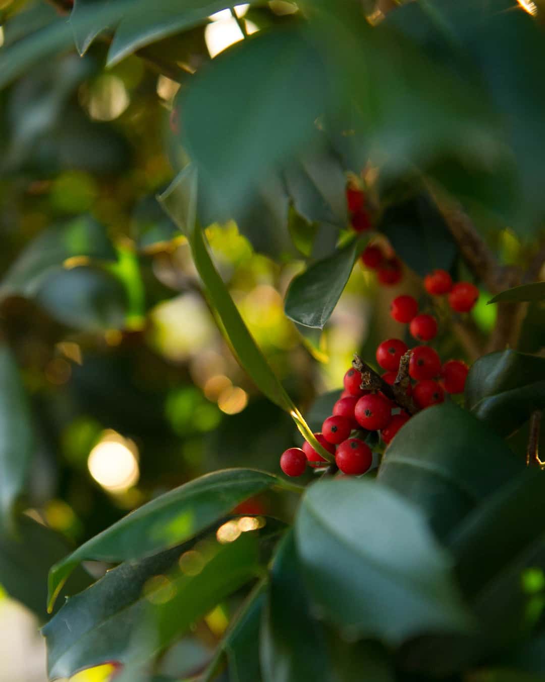 Eagleston Holly Full to Ground | Order Online | Treeland Nursery