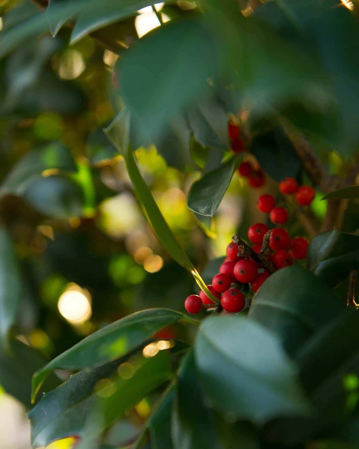 Eagleston Holly Full to Ground | Order Online | Treeland Nursery