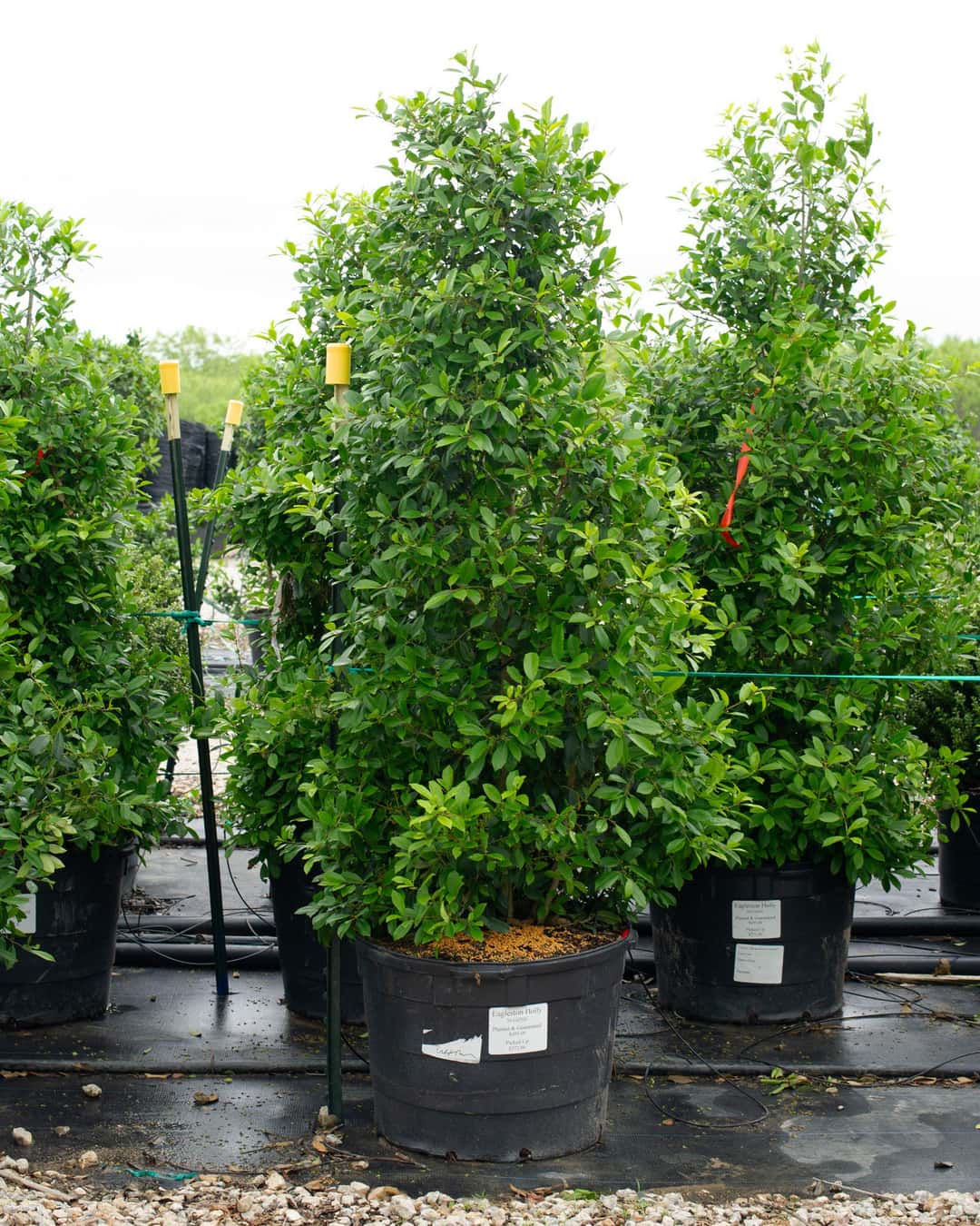 Eagleston Holly Full to Ground | Order Online | Treeland Nursery