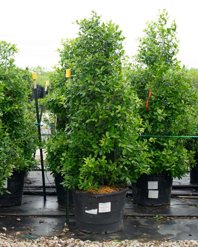 Eagleston Holly Full To Ground Order Online Treeland Nursery