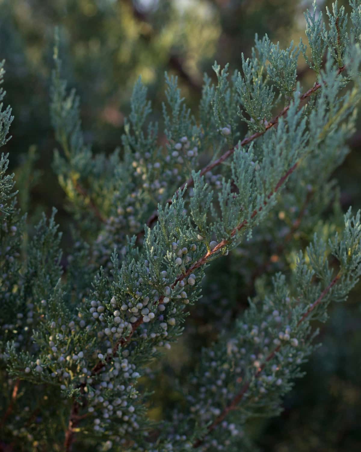 Eastern Red Cedar ‘Burkii’ | Order Online | Treeland Nursery