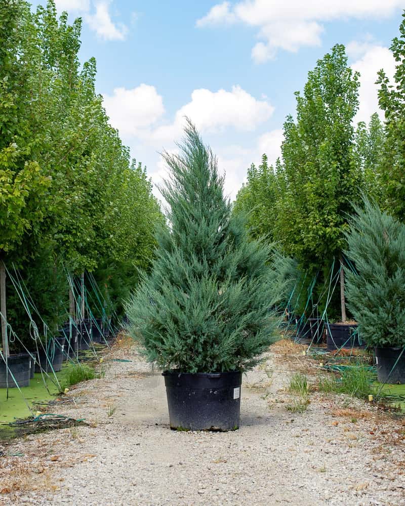 Eastern Red Cedar ‘Burkii’ | Order Online | Treeland Nursery