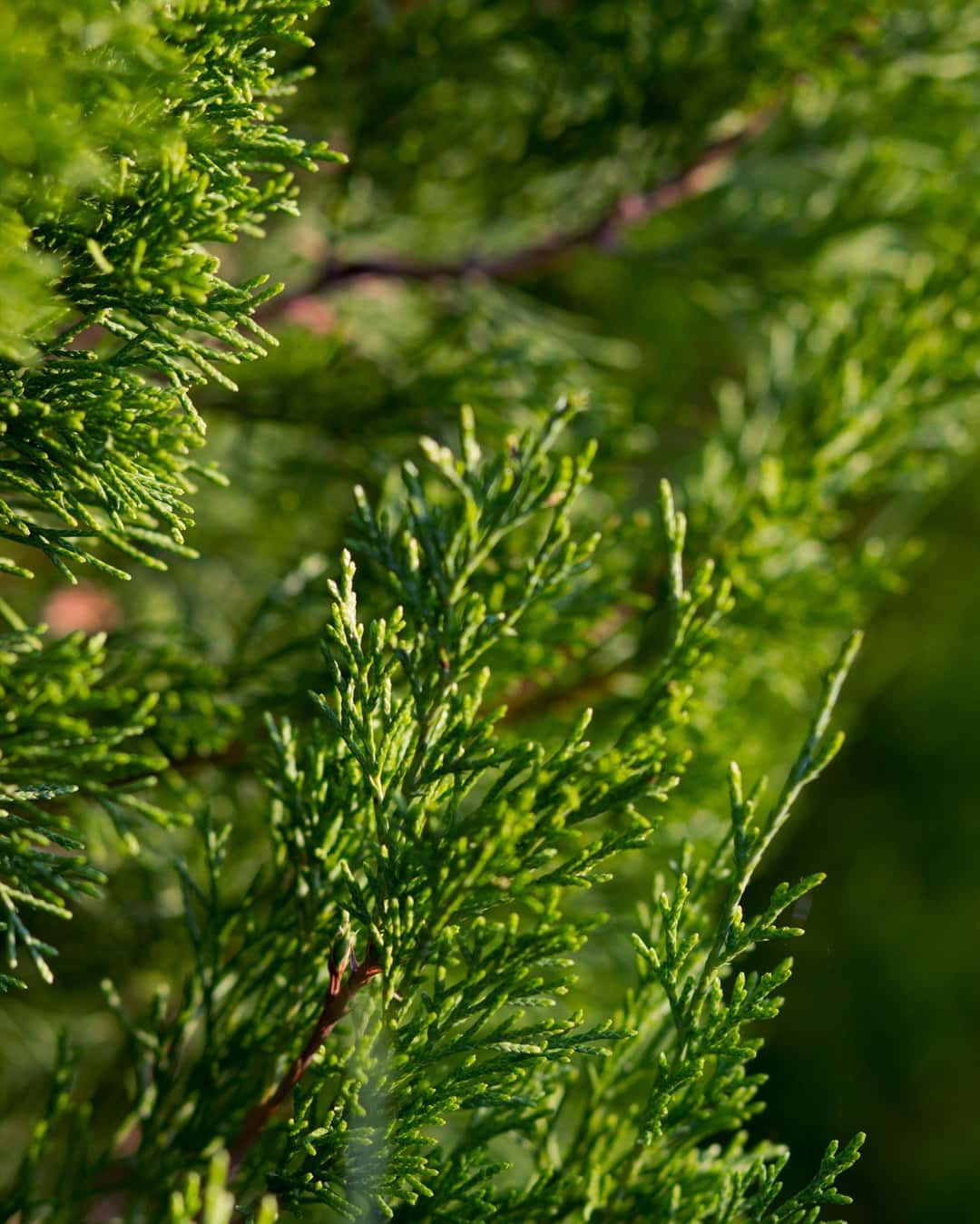 Eastern Red Cedar Emerald Feather | Order Online | Treeland Nursery