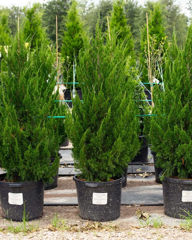 Eastern Red Cedar Idyllwild | Order Online | Treeland Nursery