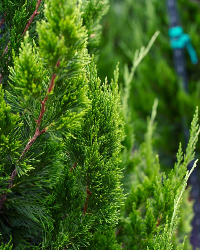 Eastern Red Cedar Idyllwild | Order Online | Treeland Nursery