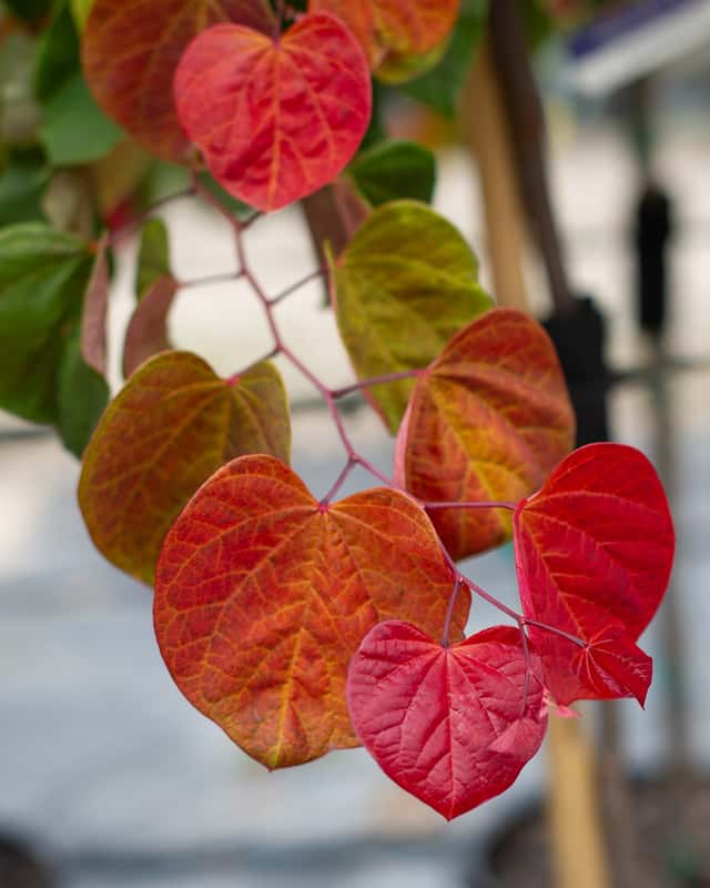 Hearts A’Fire Redbud | Order Online | Treeland Nursery