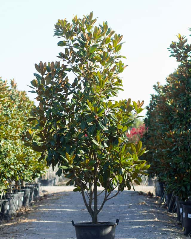 Edith Bogue Magnolia | Order Online | Treeland Nursery