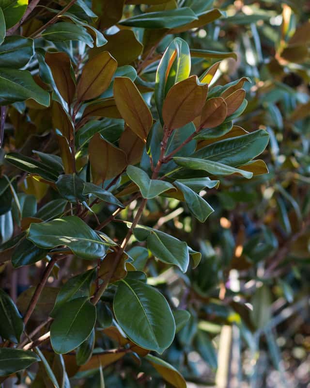 Edith Bogue Magnolia | Order Online | Treeland Nursery
