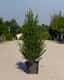 Emerald Colonnade Holly | Order Online | Treeland Nursery