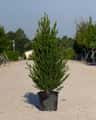 Emerald Colonnade Holly | Order Online | Treeland Nursery