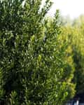 Emerald Colonnade Holly | Order Online | Treeland Nursery