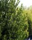 Emerald Colonnade Holly | Order Online | Treeland Nursery