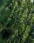 Emerald Colonnade Holly | Order Online | Treeland Nursery