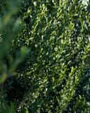 Emerald Colonnade Holly | Order Online | Treeland Nursery