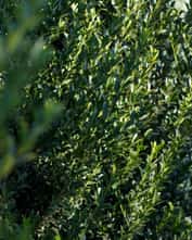 Emerald Colonnade Holly | Order Online | Treeland Nursery