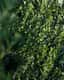 Emerald Colonnade Holly | Order Online | Treeland Nursery