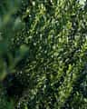 Emerald Colonnade Holly | Order Online | Treeland Nursery
