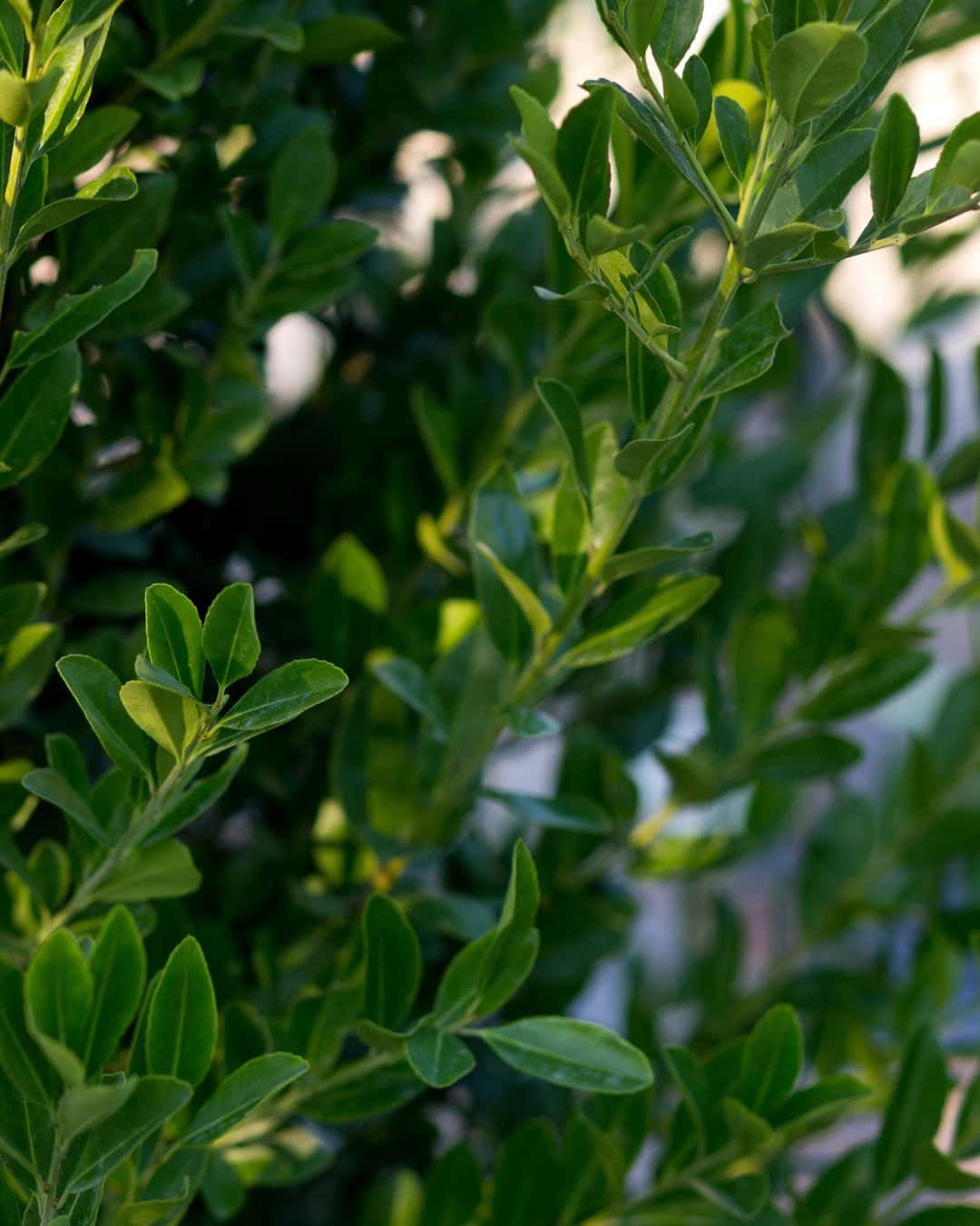 Emerald Colonnade Holly | Order Online | Treeland Nursery