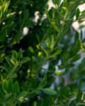 Emerald Colonnade Holly | Order Online | Treeland Nursery