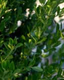 Emerald Colonnade Holly | Order Online | Treeland Nursery