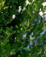 Emerald Colonnade Holly | Order Online | Treeland Nursery