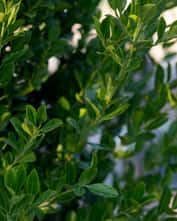 Emerald Colonnade Holly | Order Online | Treeland Nursery