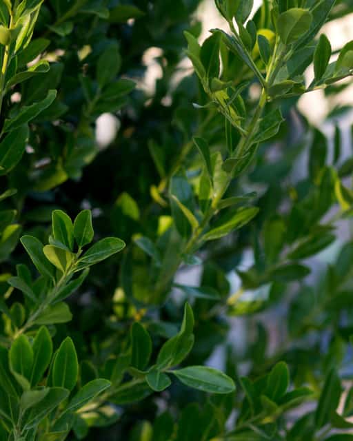 Emerald Colonnade Holly | Order Online | Treeland Nursery