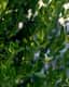 Emerald Colonnade Holly | Order Online | Treeland Nursery