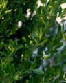 Emerald Colonnade Holly | Order Online | Treeland Nursery