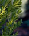 Emerald Colonnade Holly | Order Online | Treeland Nursery