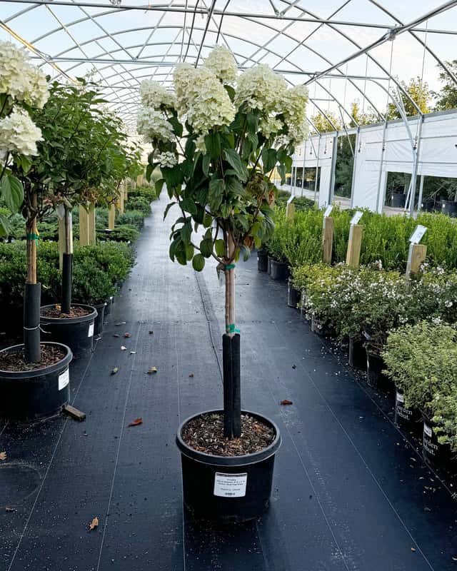 Fire Light Hydrangea Tree Form | Order Online | Treeland Nursery