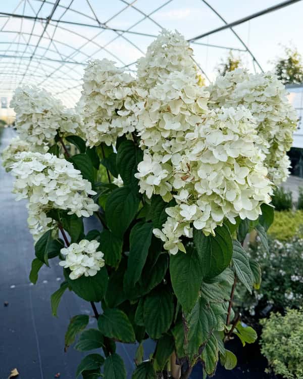 Fire Light Hydrangea Tree Form | Order Online | Treeland Nursery