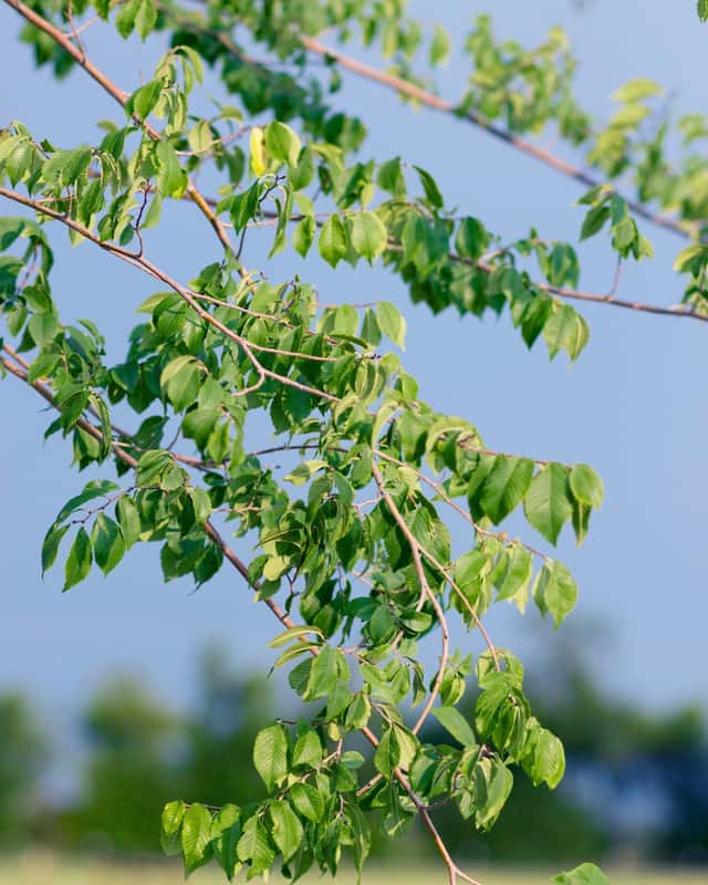 Frontier Elm | Order Online | Treeland Nursery