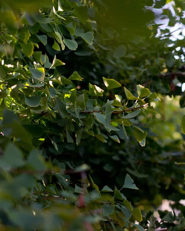 Golden Colonnade Ginkgo | Order Online | Treeland Nursery